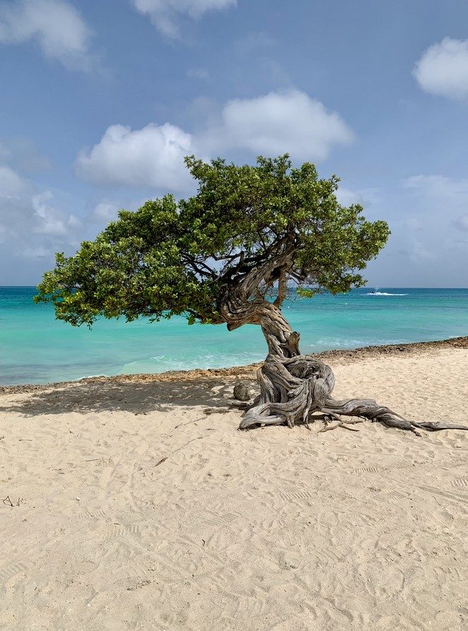 Het beroemdste boompje van Aruba: de fofoti tree op Eagle Beach (geen ...