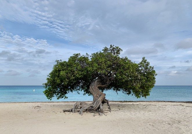 Het beroemdste boompje van Aruba: de fofoti tree op Eagle Beach (geen ...